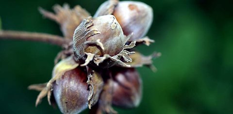 Hassel – Smaka Sverige