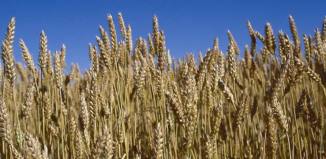 Vete – Smaka Sverige