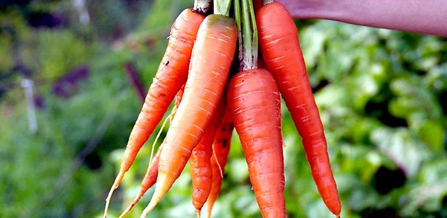 Morot – Smaka Sverige